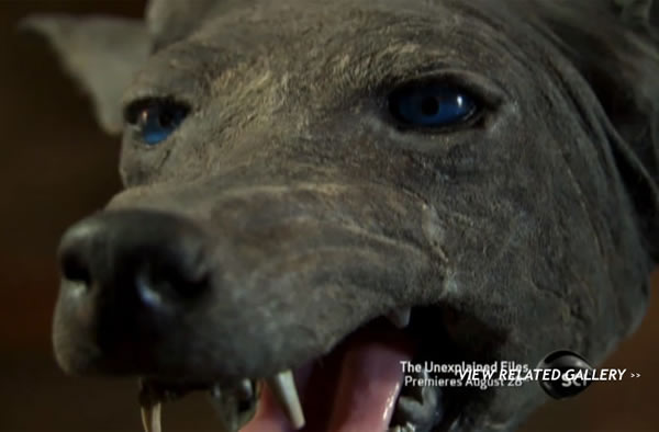 Mysterious Texas 'Blue Dog' Claimed to be Chupacabra - 神秘的地球 科学|自然|地理|探索