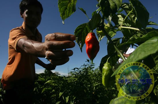 ''Ghost Chili'' Scares Off Elephants - 神秘的地球 科学|自然|地理|探索