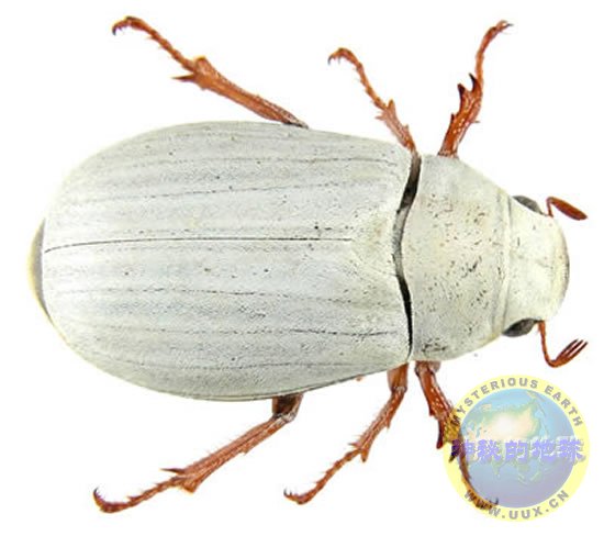 色泽鲜明的白色甲虫壳 - 神秘的地球 科学|自然|地理|探索