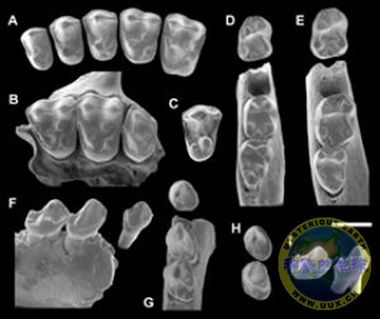 原始猿类祖先的下颚骨化石 - 神秘的地球 科学|自然|地理|探索