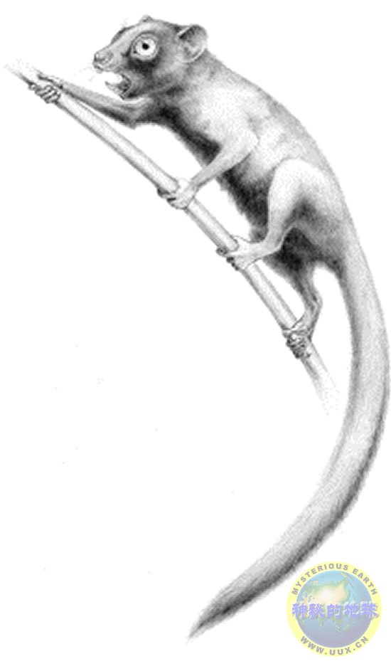 寻找灵长类的起源 - 神秘的地球 科学|自然|地理|探索