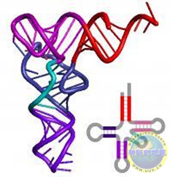 转移RNA的结构提供了早期进化史的线索 - 神秘的地球 科学|自然|地理|探索