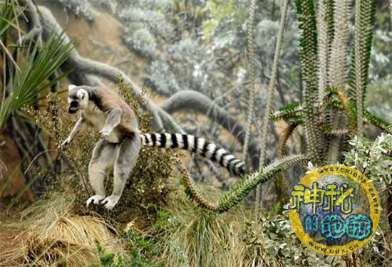 科学家成功复原灭绝巨型狐猴头骨模型 - 神秘的地球 科学|自然|地理|探索