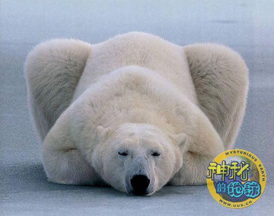 北极的主人--北极熊 - 神秘的地球 科学|自然|地理|探索