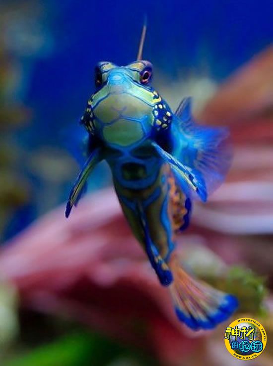 揭秘麒麟鱼 - 神秘的地球 科学|自然|地理|探索