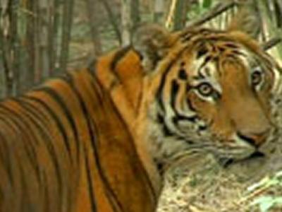 Photo in the News: Fossil Jellyfish Discovered in Utah - 神秘的地球 科学|自然|地理|探索