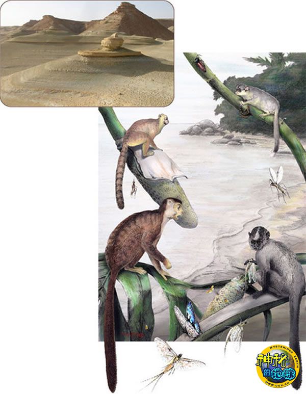 类人猿可能起源于亚洲 3900万年前进入非洲 - 神秘的地球 科学|自然|地理|探索