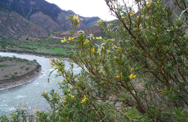 四川新龙县雅砻江河谷发现重要残遗植物新种——雅砻江冬麻豆 - 神秘的地球 科学|自然|地理|探索