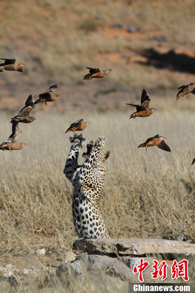 美洲豹捕食鸟儿 - 神秘的地球 科学|自然|地理|探索