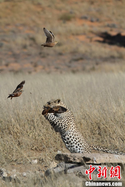 美洲豹捕食鸟儿 - 神秘的地球 科学|自然|地理|探索