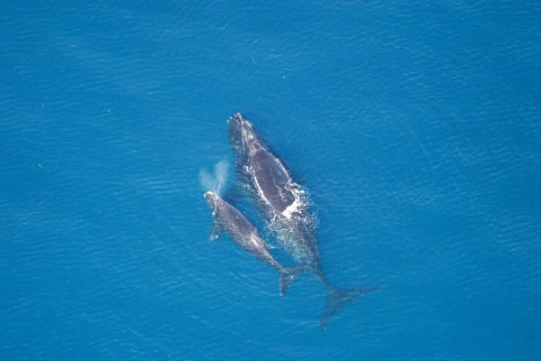As U.S. Eyes Offshore Wind Development, Whales Get New Protections - 神秘 ...