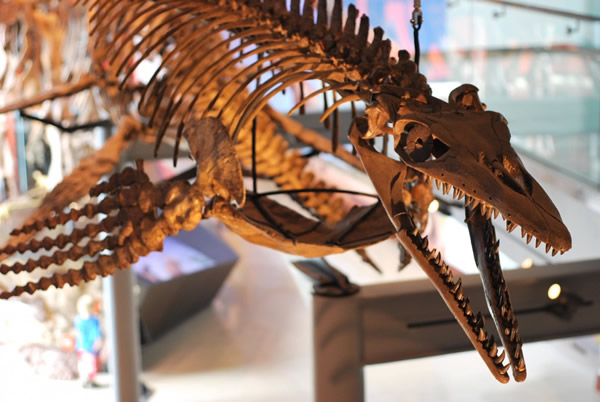 Freshwater Mosasaur Stirs Marine Reptile Relationships - 神秘的地球 科学|自然|地理|探索