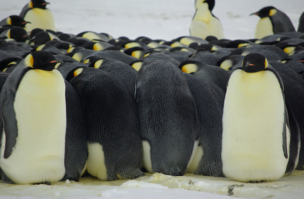 Penguins Wear a Shield of Cold Air in Winter - 神秘的地球 科学|自然|地理|探索