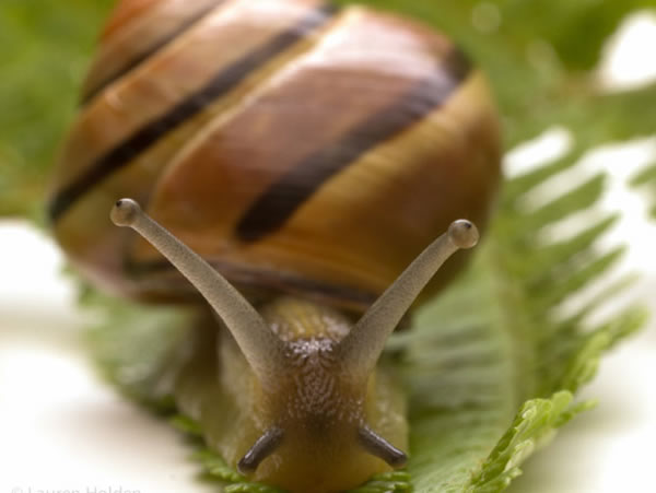 Snails Reveal Ancient Human Migrations - 神秘的地球 科学|自然|地理|探索