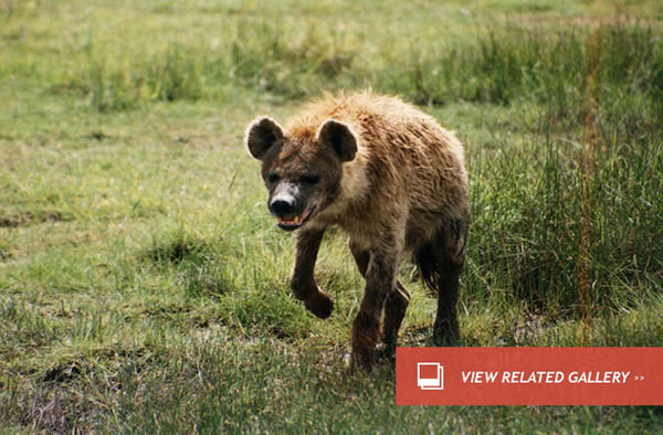 Human Hair Confirmed in Prehistoric Hyena Feces - 神秘的地球 科学|自然|地理|探索