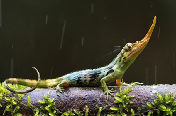 Once 'Extinct' Pinocchio Lizard Pokes His Nose Out - 神秘的地球 科学|自然|地理|探索