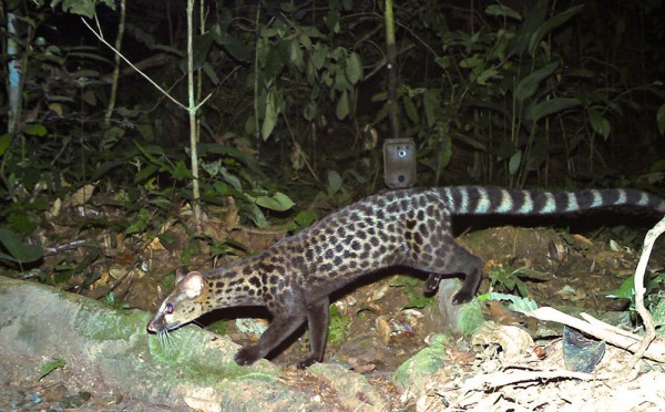 Camera Trap Pictures: Rare Badgers, Mongooses Spotted in Gabon - 神秘的地球 ...
