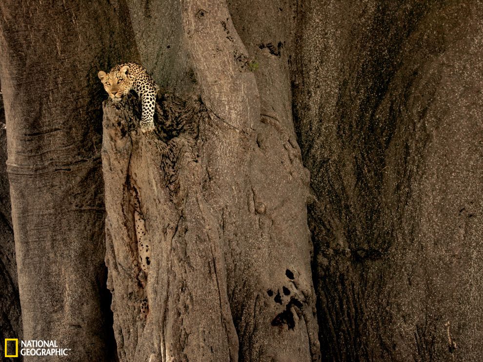 博茨瓦纳古老猴面包树上的花豹 - 神秘的地球 科学|自然|地理|探索