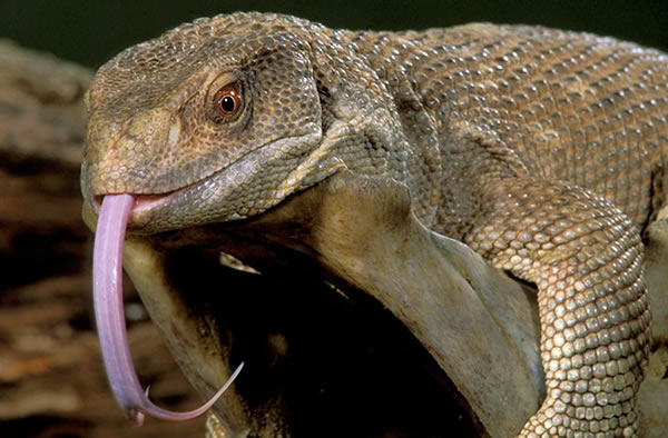 Lizard Breath May Have Evolved Before Dinosaurs - 神秘的地球 科学|自然|地理|探索