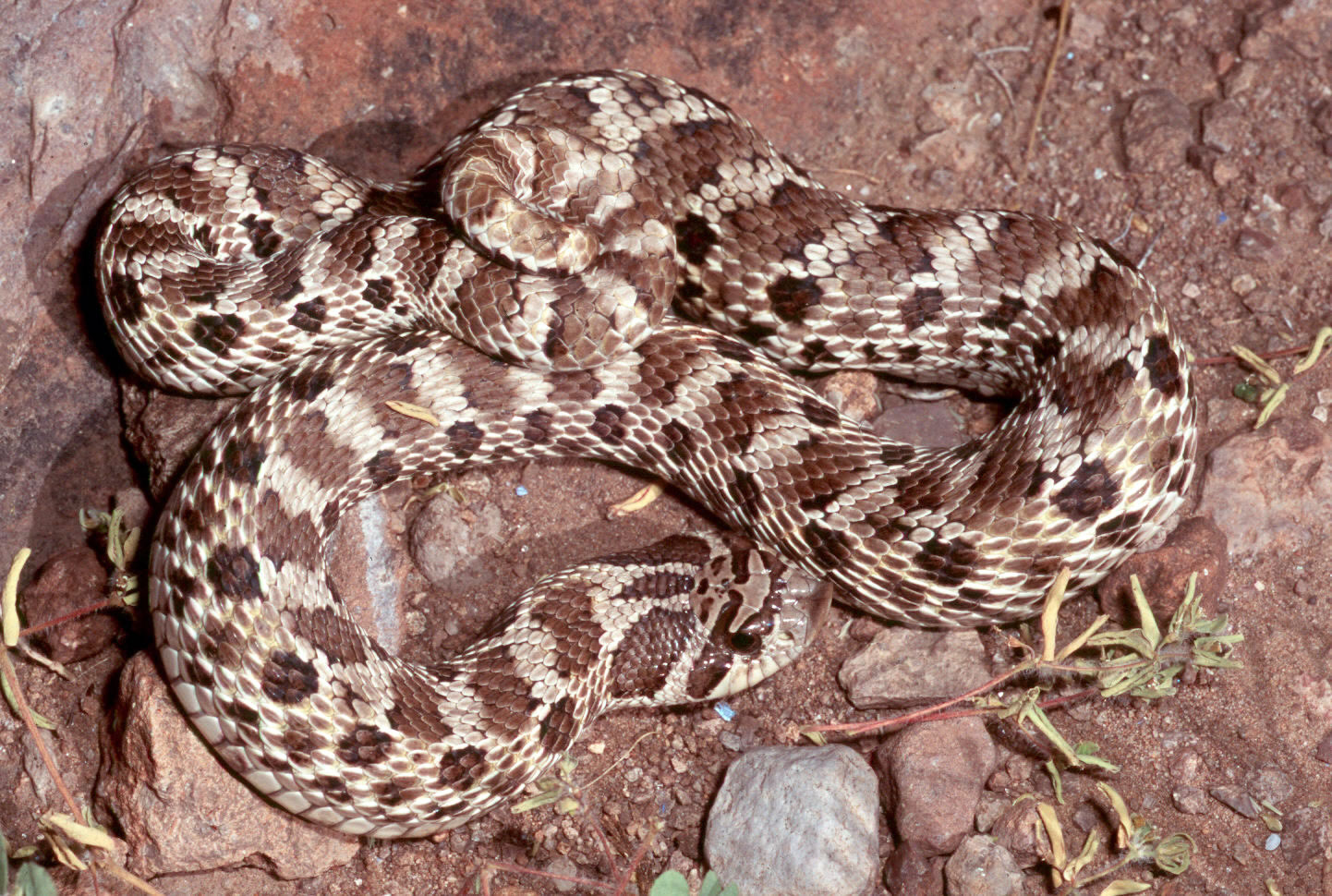 西部猪鼻蛇(Heterodon nasicus nasicus) - 神秘的地球 科学|自然|地理|探索