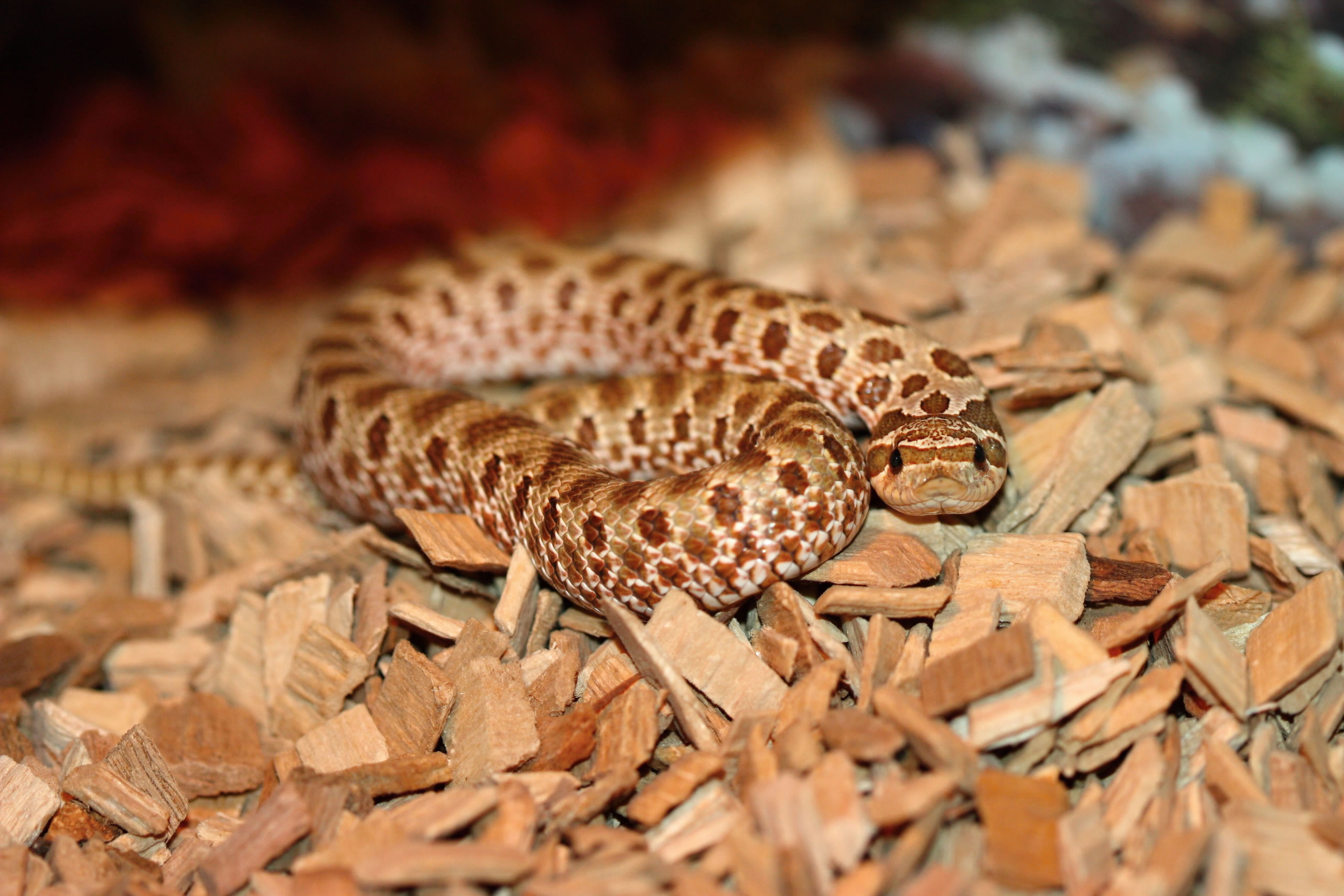 西部猪鼻蛇(Heterodon nasicus nasicus) - 神秘的地球 科学|自然|地理|探索