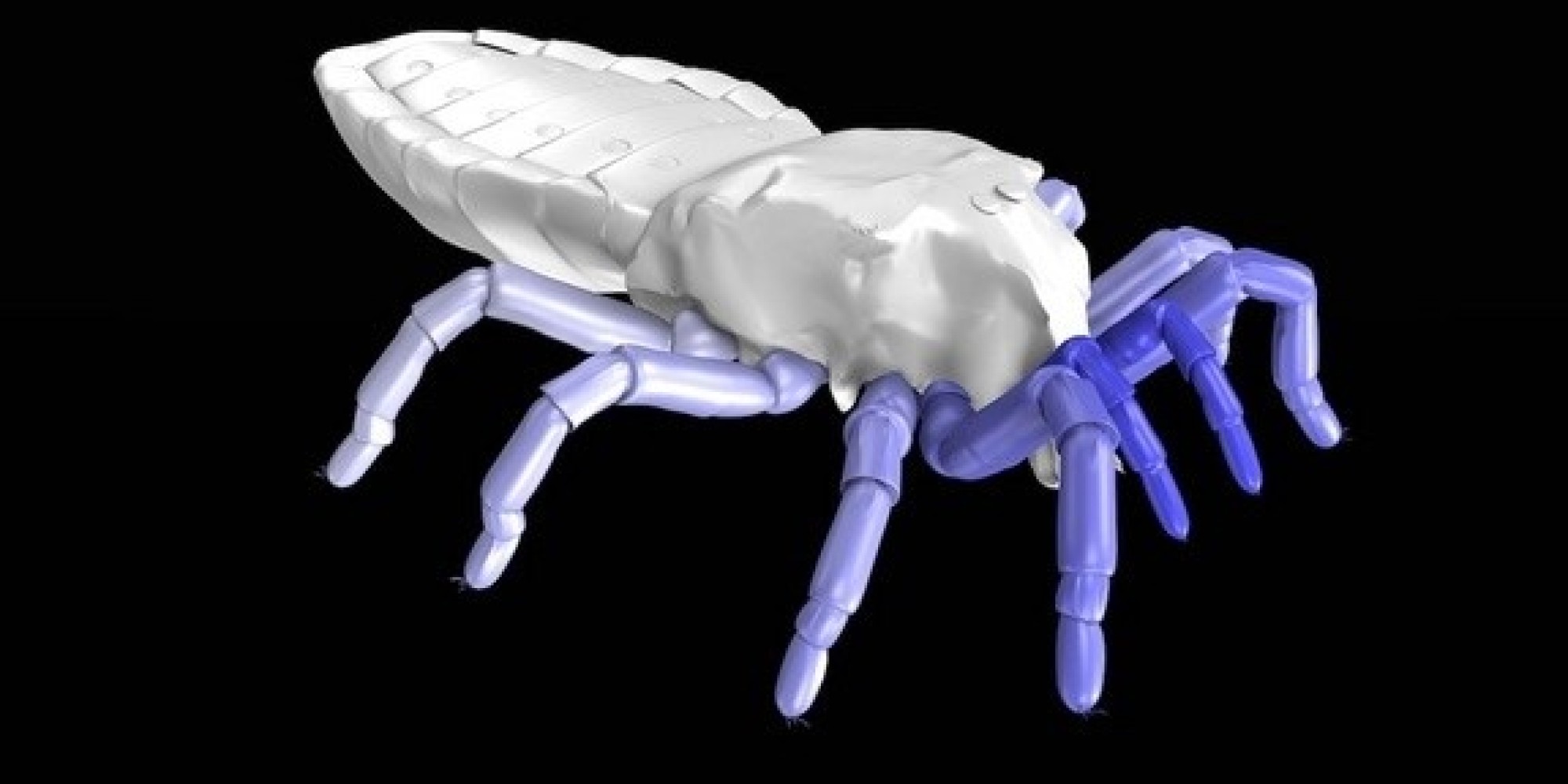 4.1亿年前蛛形纲动物是如何走路的 - 神秘的地球 科学|自然|地理|探索