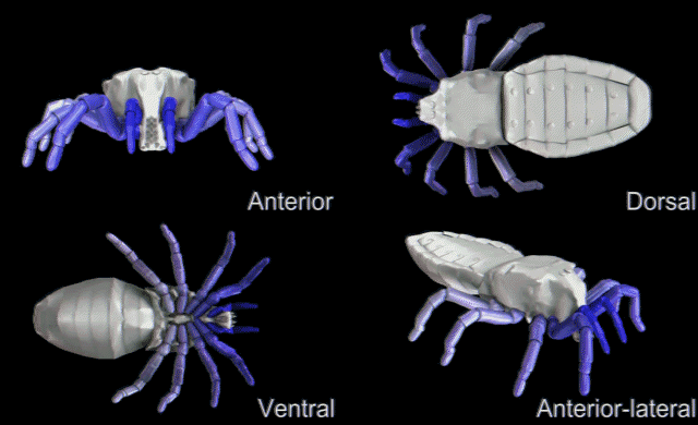 4.1亿年前蛛形纲动物是如何走路的 - 神秘的地球 科学|自然|地理|探索