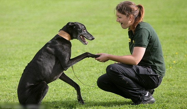 英国一只7岁猎犬先后被1万7千个家庭拒绝领养 - 神秘的地球 科学|自然|地理|探索