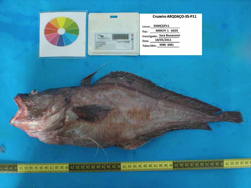 特殊鱼种壮体丝鳍鳕鱼(Laemonema robustum)被台湾渔民捕获 - 神秘的地球 科学|自然|地理|探索