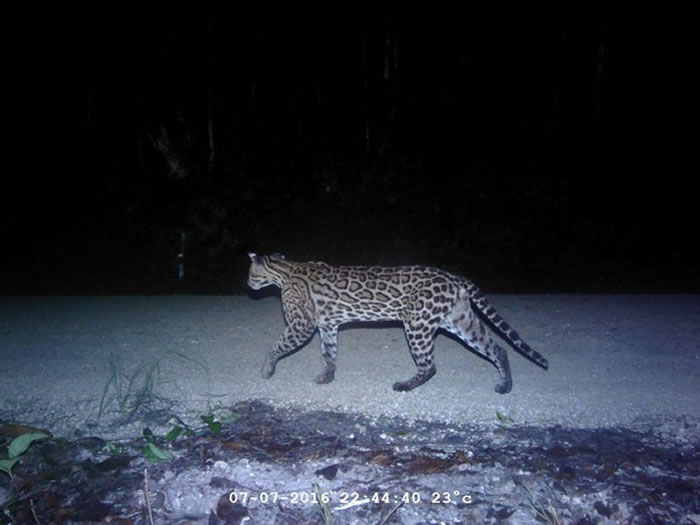 美国动物学家Marcella Kelly透过固定式摄影机在森林拍到全裸野人？ - 神秘的地球 科学|自然|地理|探索