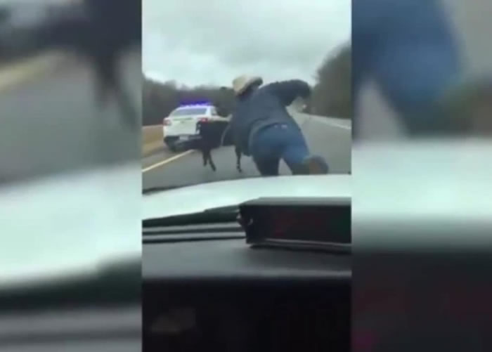 美国牛仔David Bevill“骑”警车捉拿溜到高速公路上散步的小牛红爆网络 - 神秘的地球 科学|自然|地理|探索