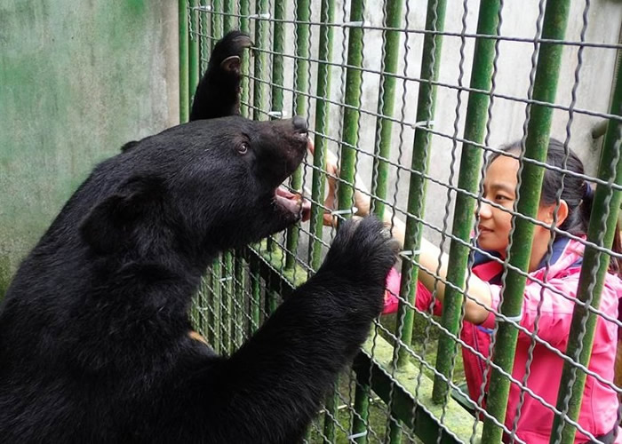 美国有线电视新闻网络（CNN）介绍台湾黑熊保育 只剩下不到600只 - 神秘的地球 科学|自然|地理|探索