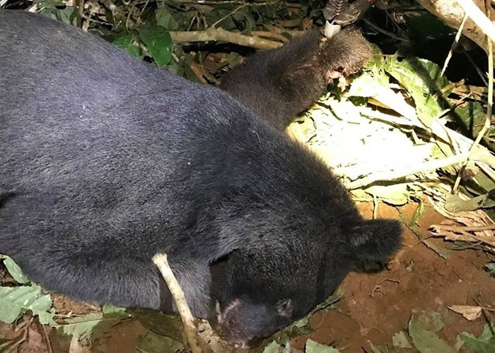 台湾黑熊误中捕兽陷阱“山猪吊索” 惨遭断掌伤口长蛆 - 神秘的地球 科学|自然|地理|探索