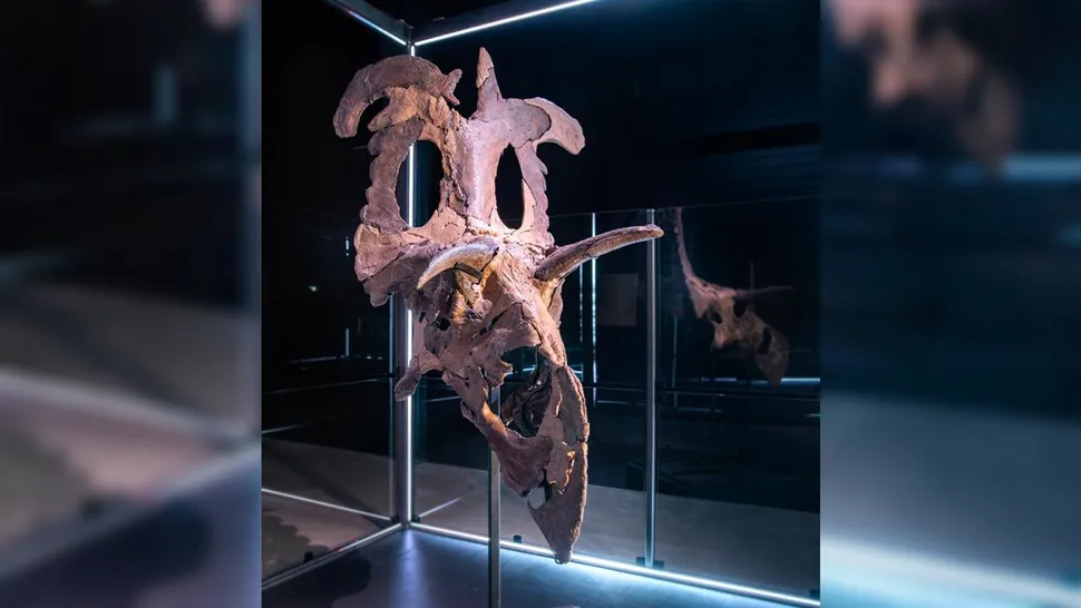 新发现的恐龙Lokiceratops rangiformis有巨大的角头，以标志性的挪威神命名 - 神秘的地球 科学|自然|地理|探索